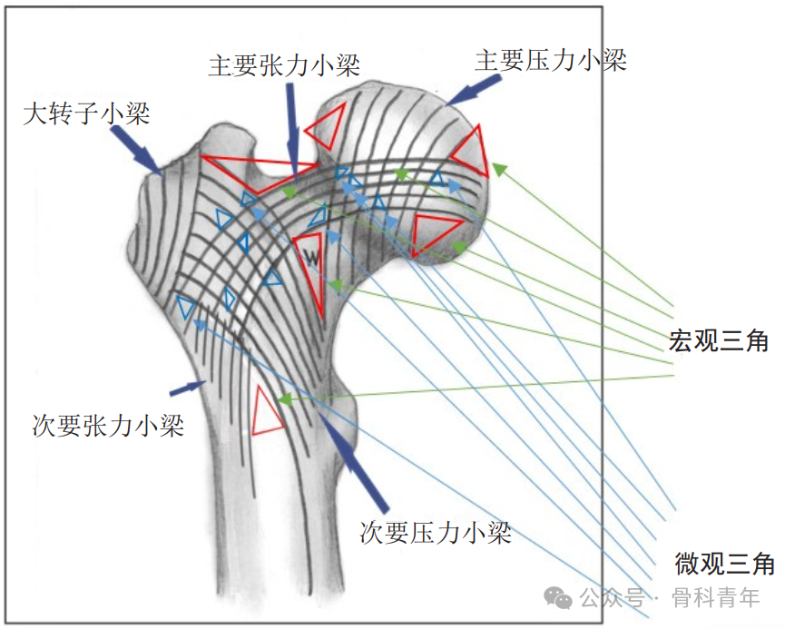 PFNA，PFBN，PFTBN与PFLBN，粗隆间骨折内固定的创新之路 - 上海开为医药科技有限公司--创伤、肢体矫形技术解决方案的专业服务商